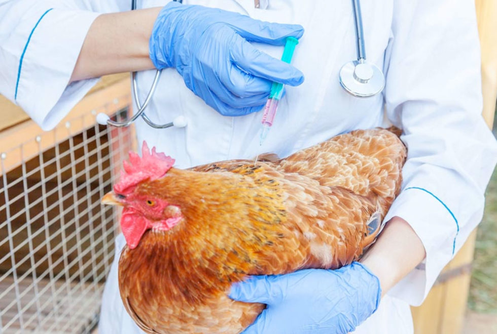 Gripe aviar: Daños indecibles y consecuencias inexplicables | Bioadvance
