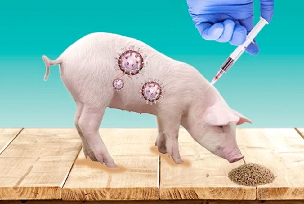 French lab makes progress with ASF vaccine | Bioadvance