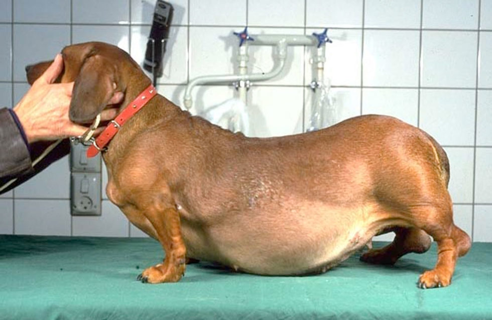 Signos del síndrome de Cushing | Bioadvance