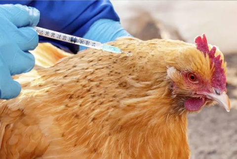 Evidence of Gumboro Disease control | Bioadvance