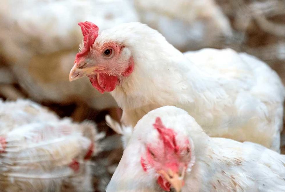 Avian metapneumovirus spreads in North America | Bioadvance