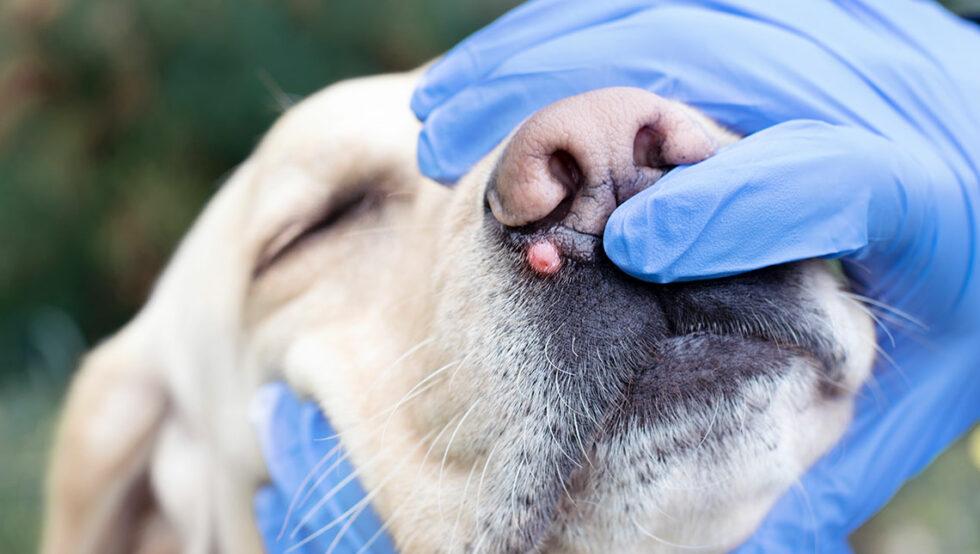 Dog Skin Cancer | Bioadvance